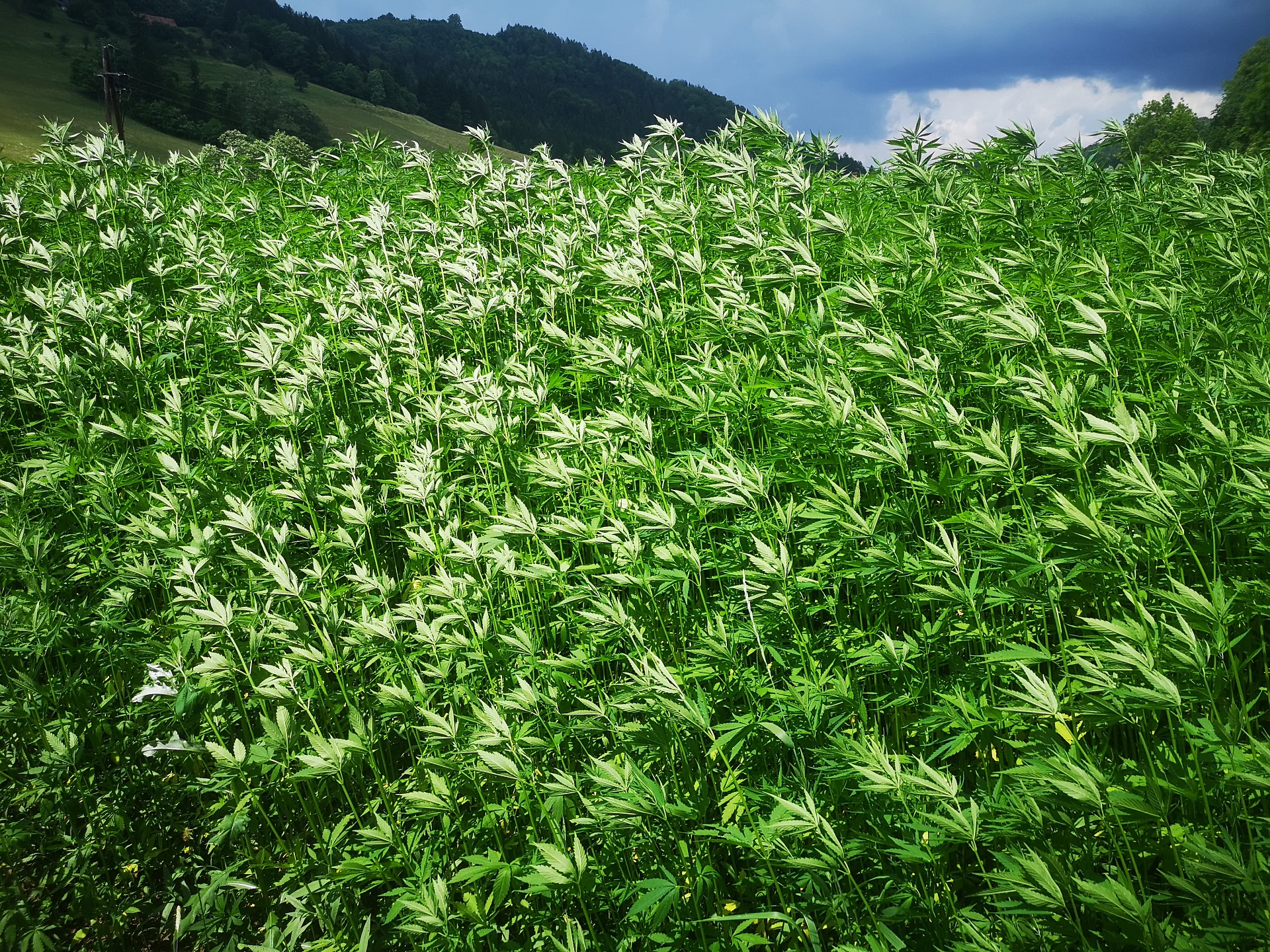 Der Hanfacker – das Wunderkraut Hanf